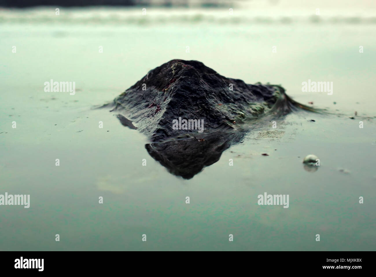 Blanket film formed on surface of water due to algae bloom ...