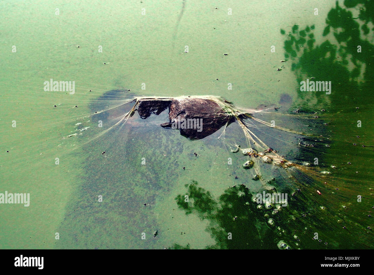 Blanket film formed on surface of water due to algae bloom ...