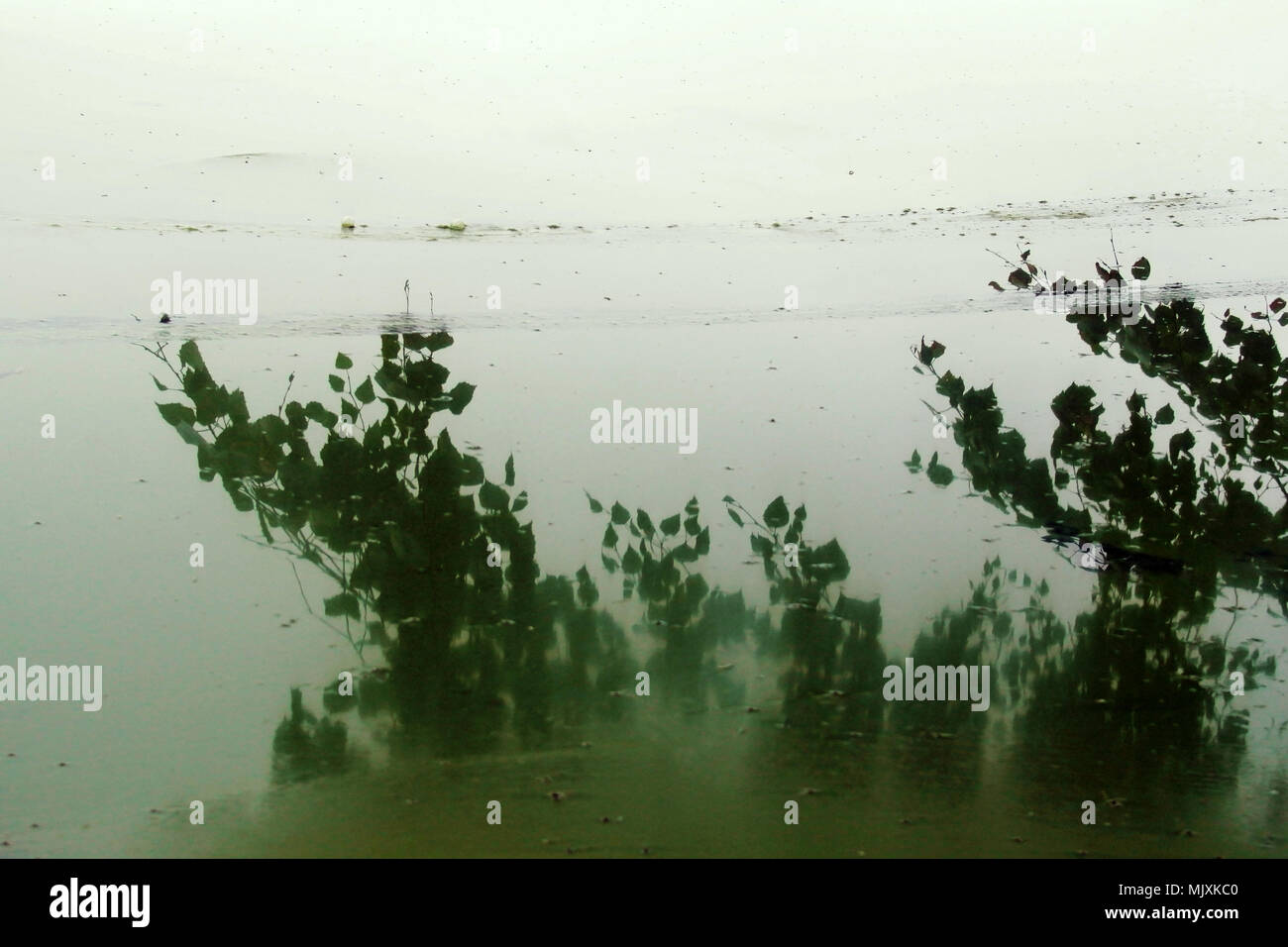 mass of dead algae formed on surface of water due to algae bloom ...