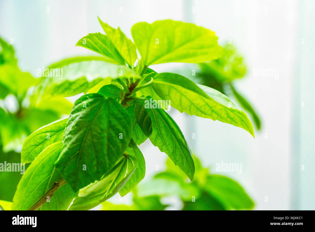 Green hibiscus leaves Stock Photo - Alamy