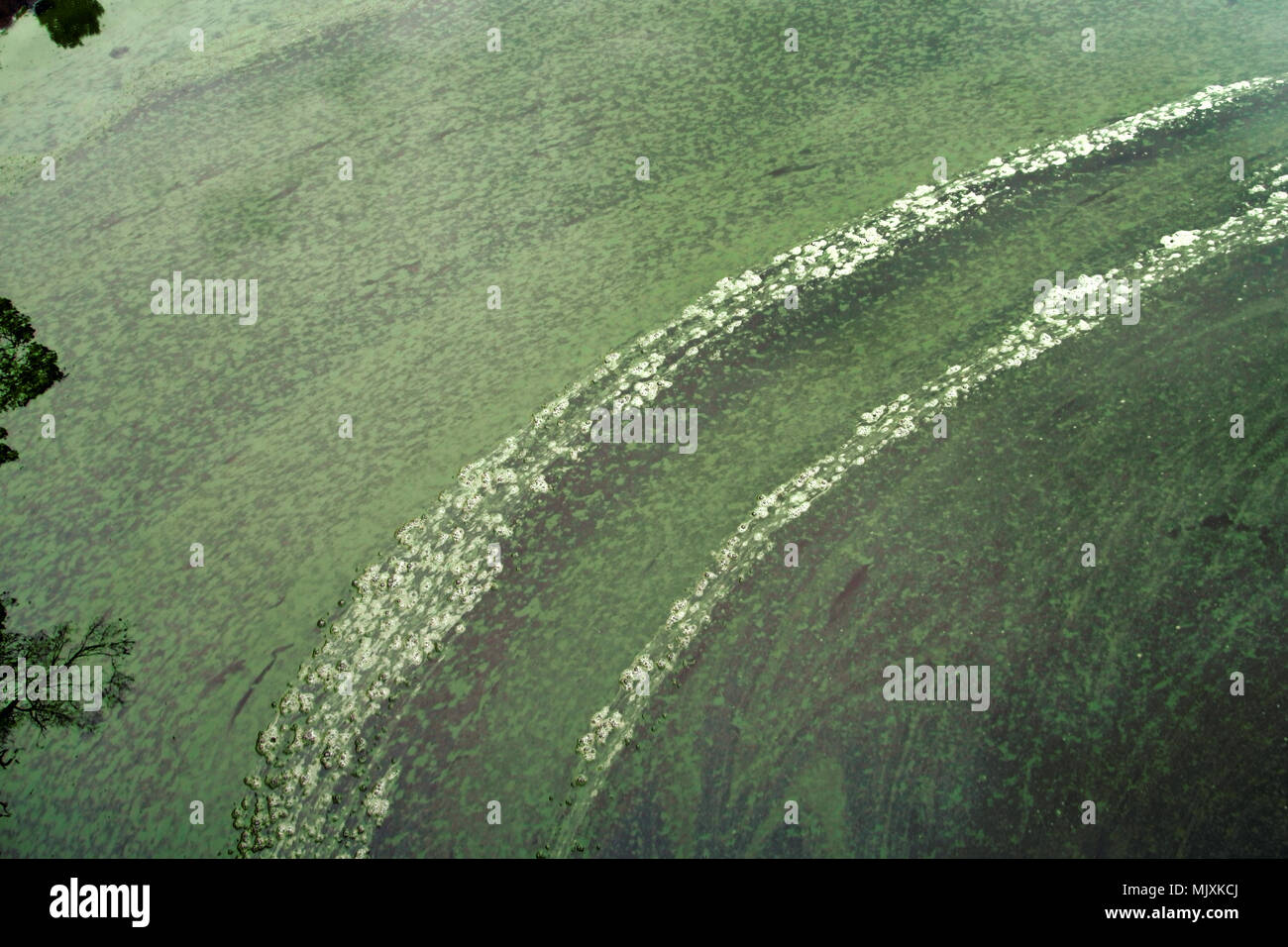 mass of dead algae formed on surface of water due to algae bloom ...