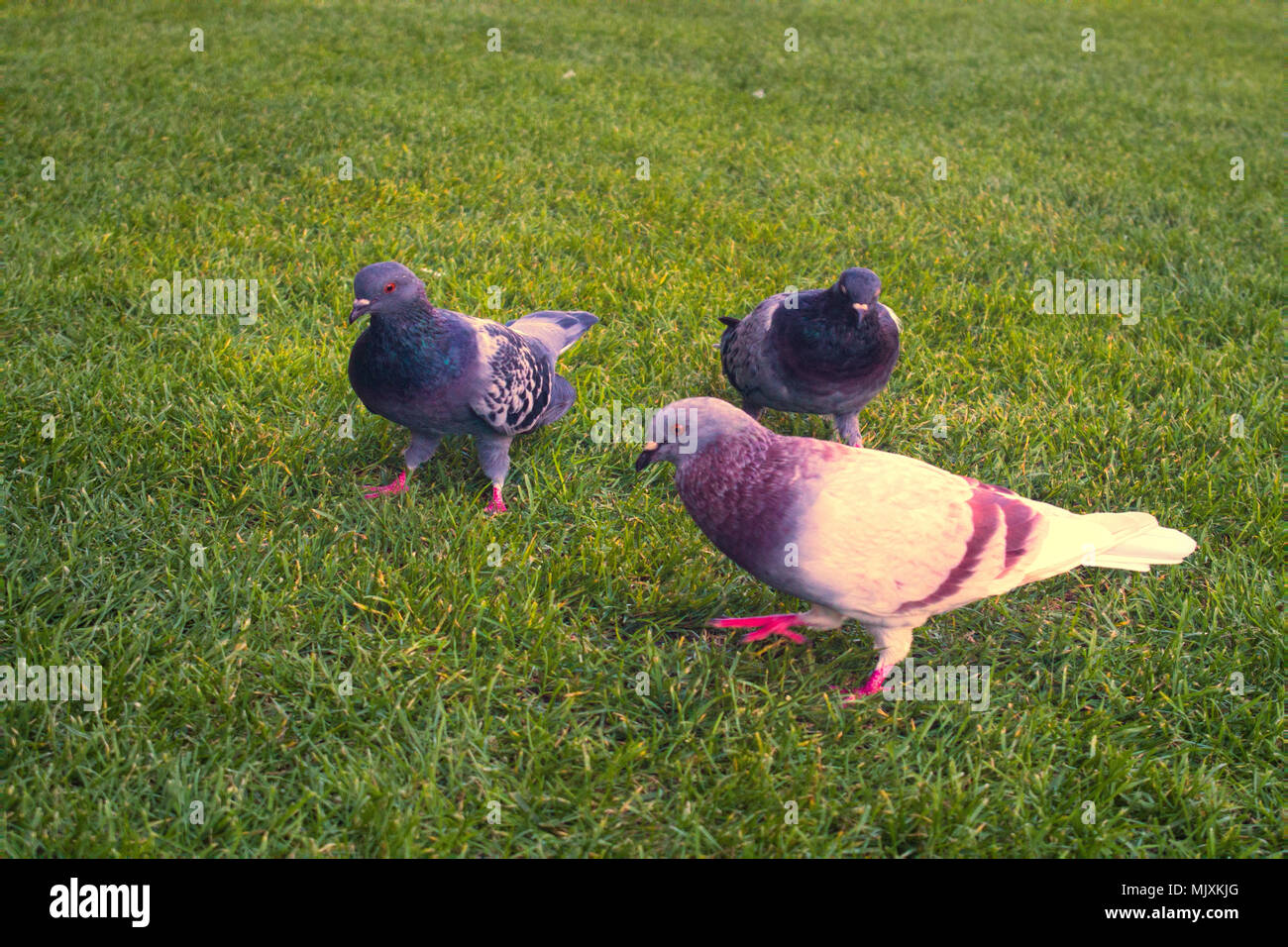 Synanthropic birds with worldwide distribution. Rock doves on the lawn ...