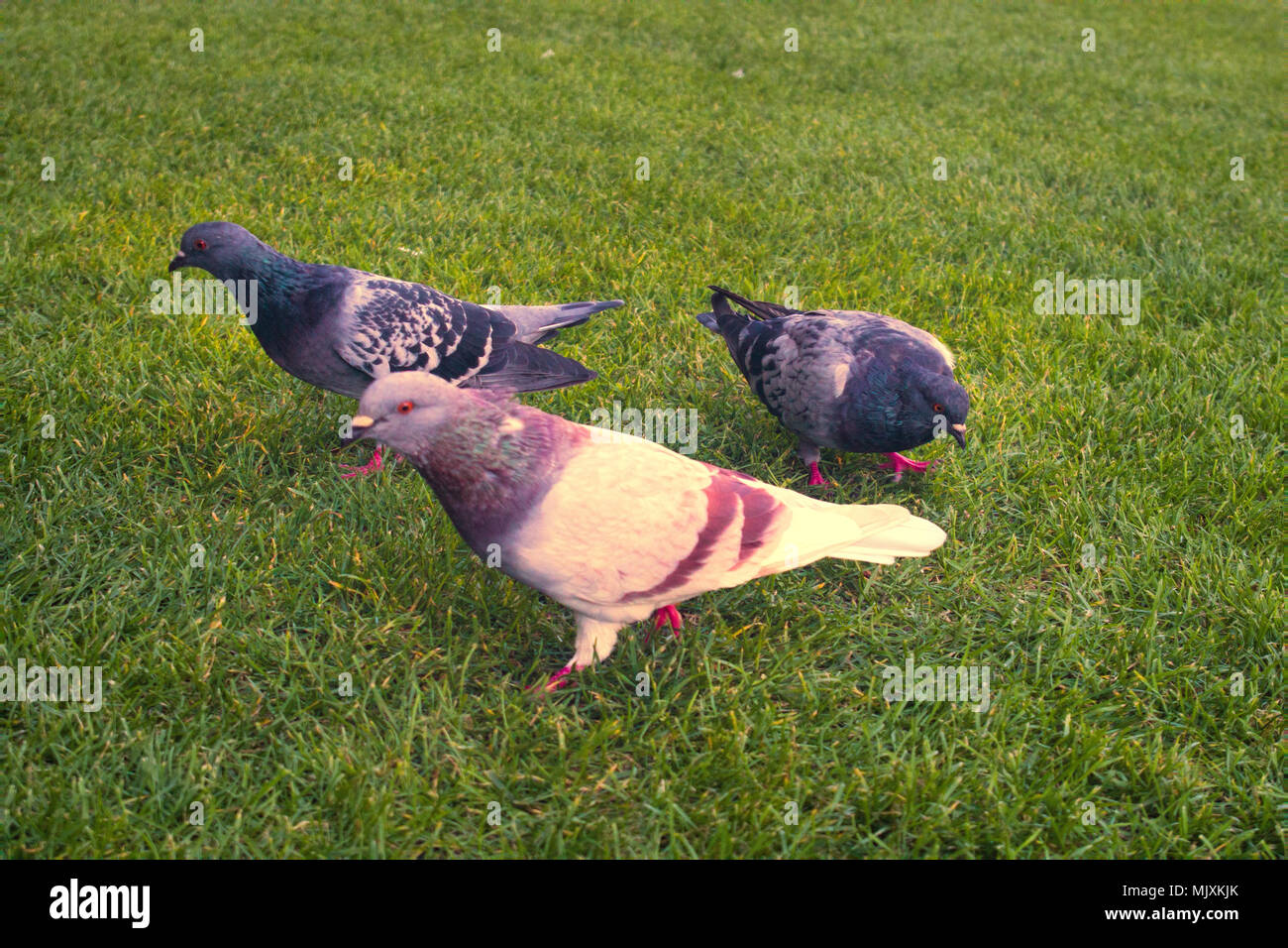 Synanthropic birds with worldwide distribution. Rock doves on the lawn ...