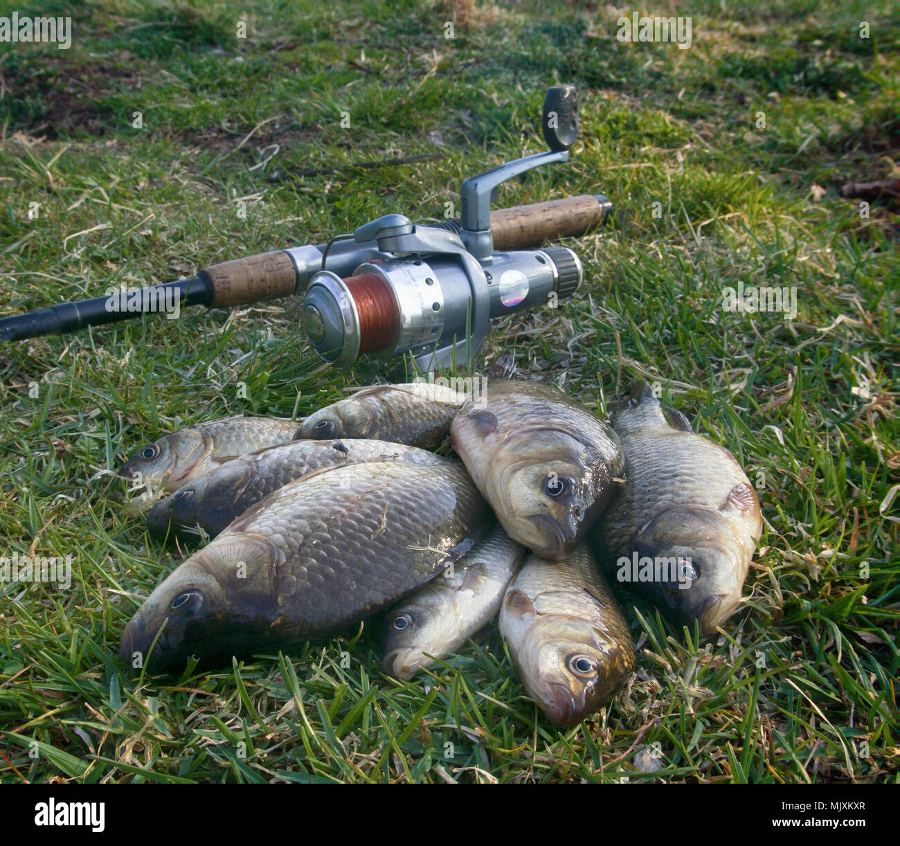 Fishing for white carp, Prussian carp, crucian carp in north ponds ...