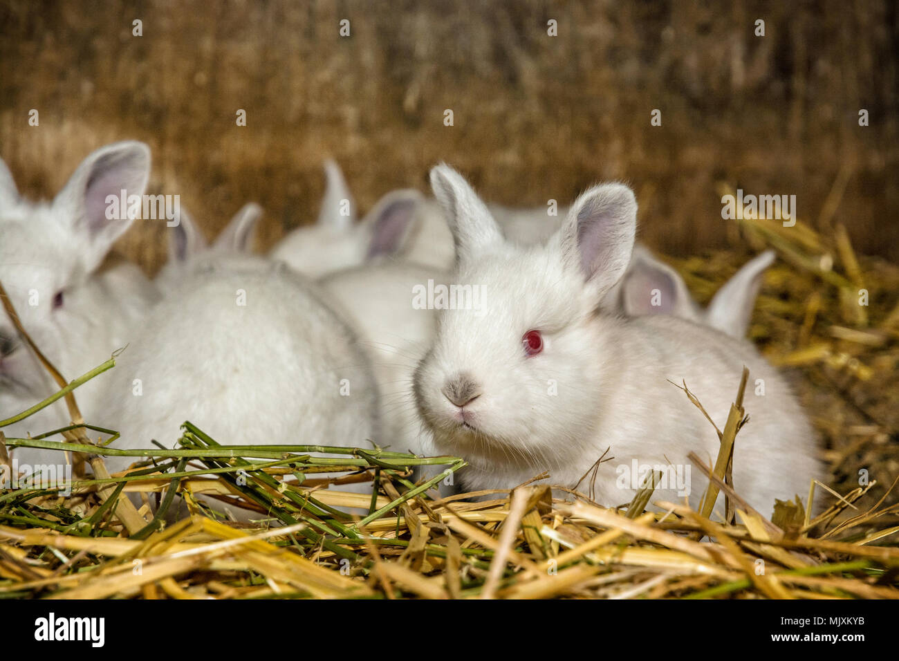 Beautiful white rabbits. Animal portrait. Big ears and red eyes. Little ...