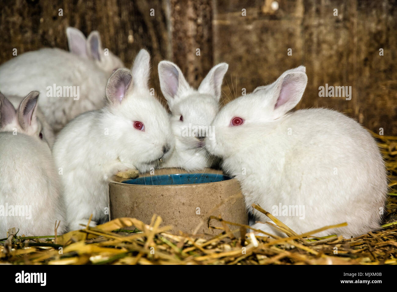 Beautiful white rabbits. Animal portrait. Big ears and red eyes. Little ...