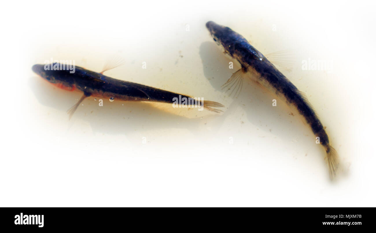 Gasterosteus aculeatus ocean Cut Out Stock Images & Pictures - Alamy