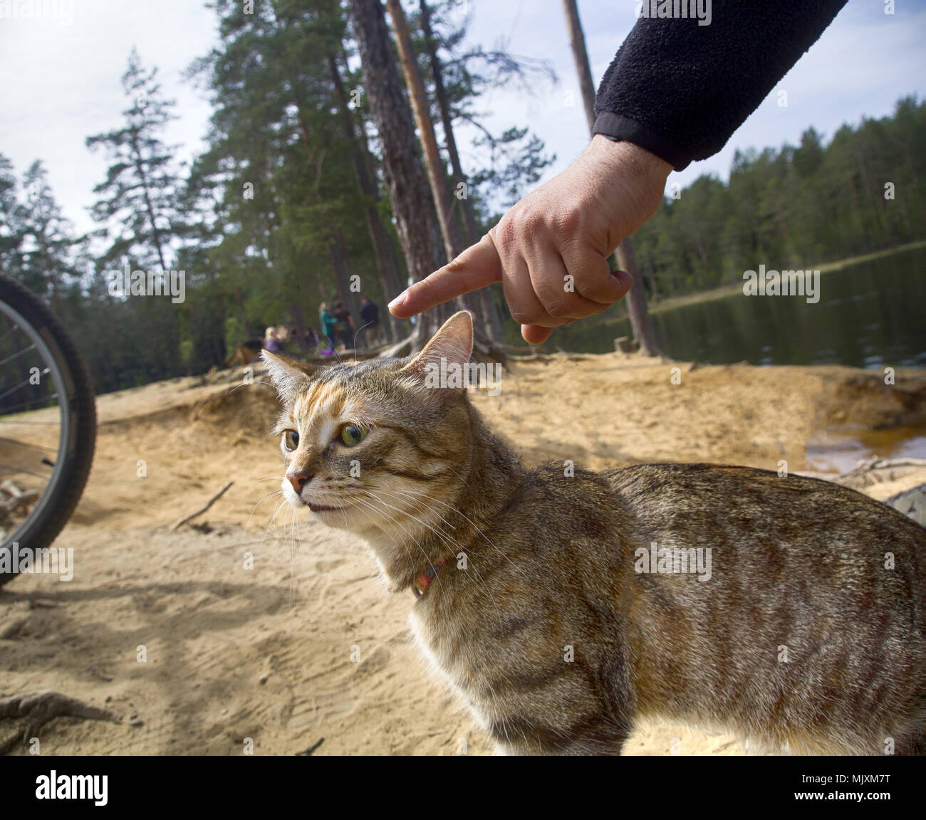 Give cat in good hands, hands caress mongrel cat Stock Photo - Alamy