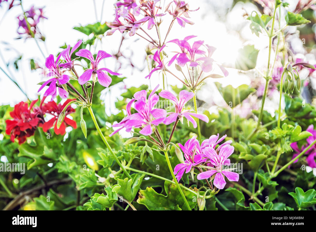 Purple and red Pelargonium flowers - Pelargonium hortorum - in the ...
