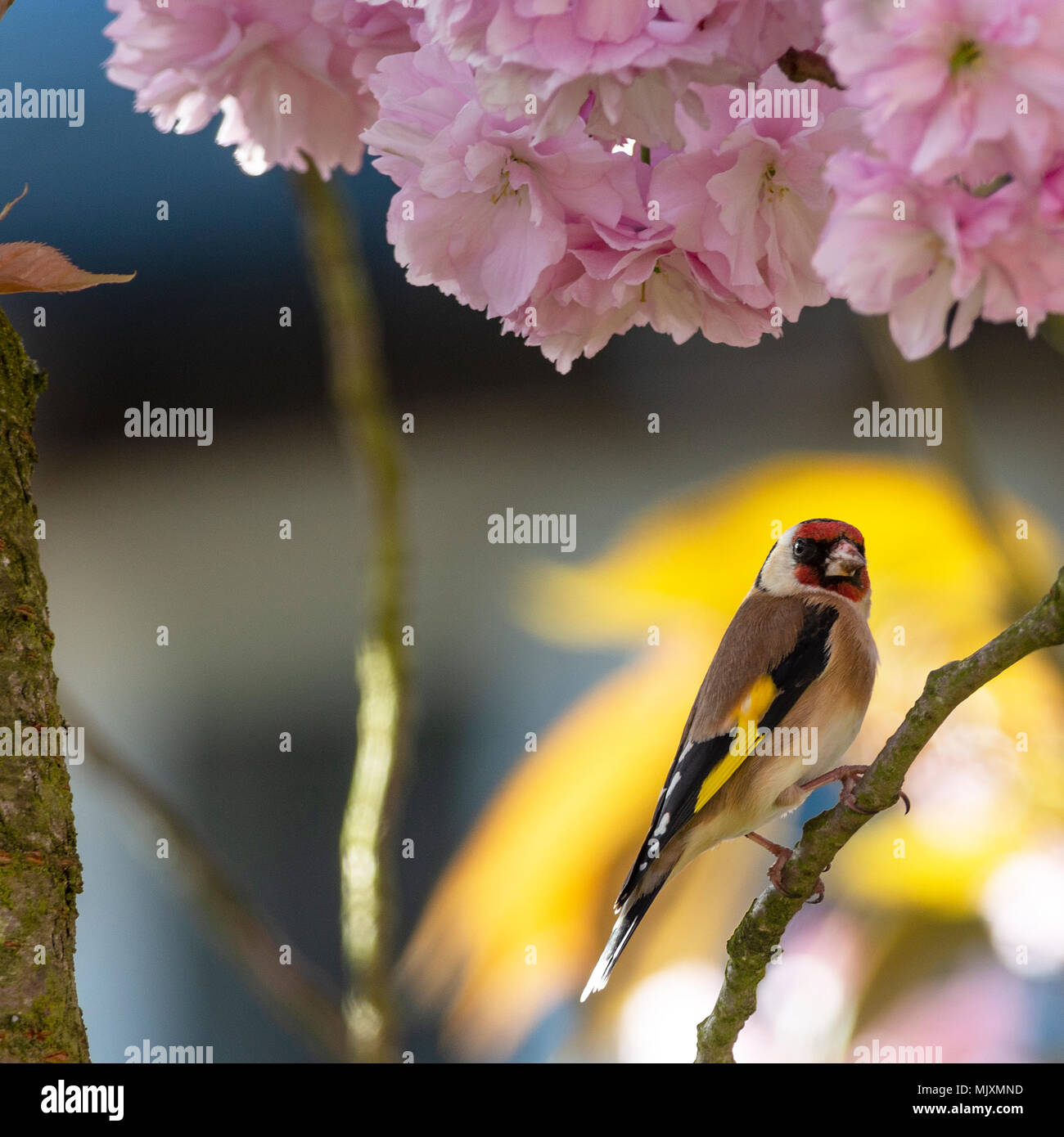 Cherry Finch High Resolution Stock Photography and Images - Alamy