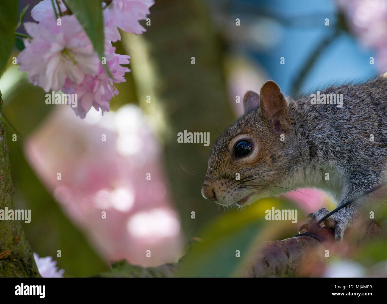Grey squirrel bushy tail hi-res stock photography and images - Alamy