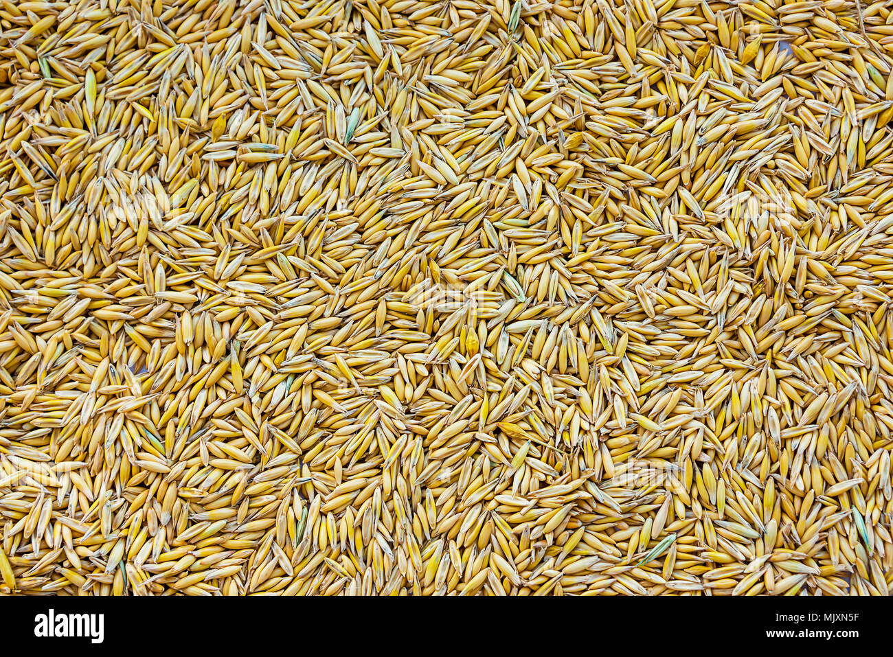 the texture of the grain, oats, wheat, rye, spring crops, the concept ...