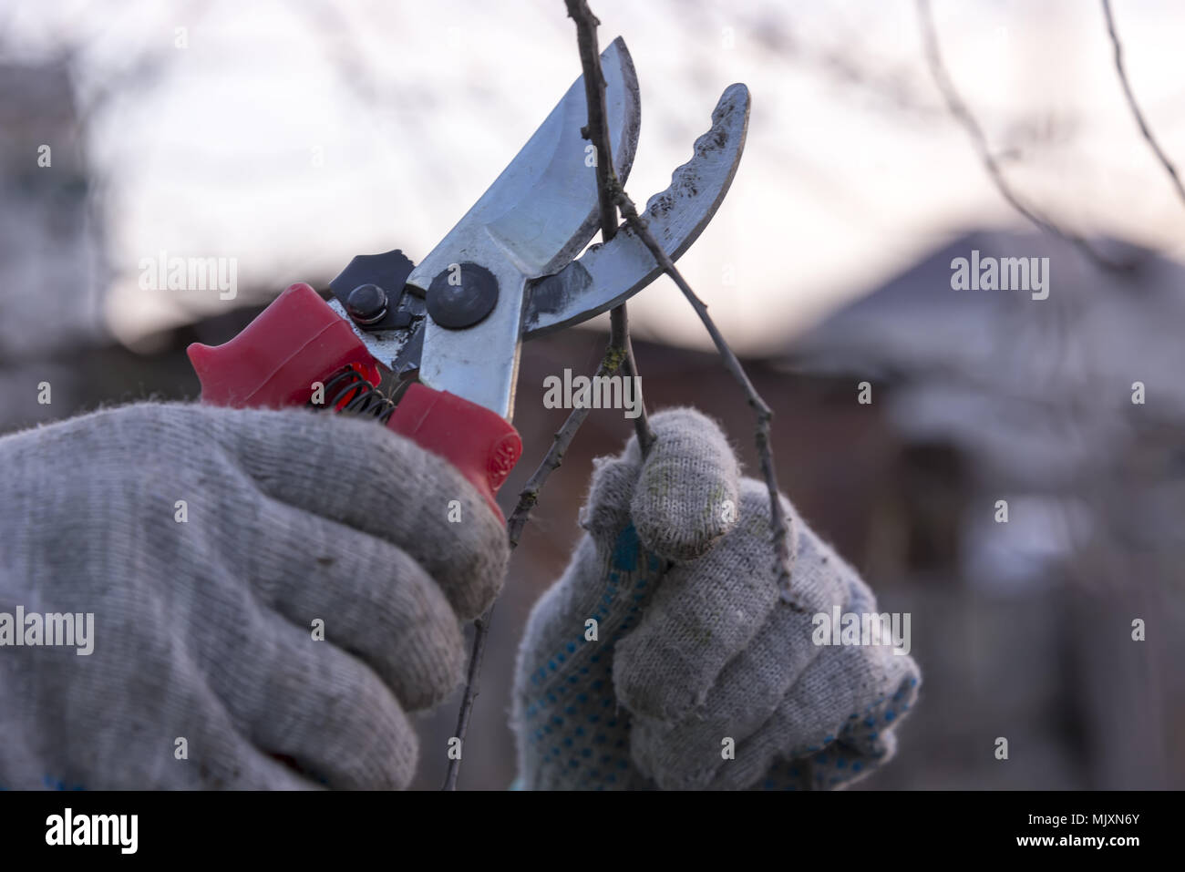 scissors cut off a tree branch, hands in working gloves, cleaning of ...