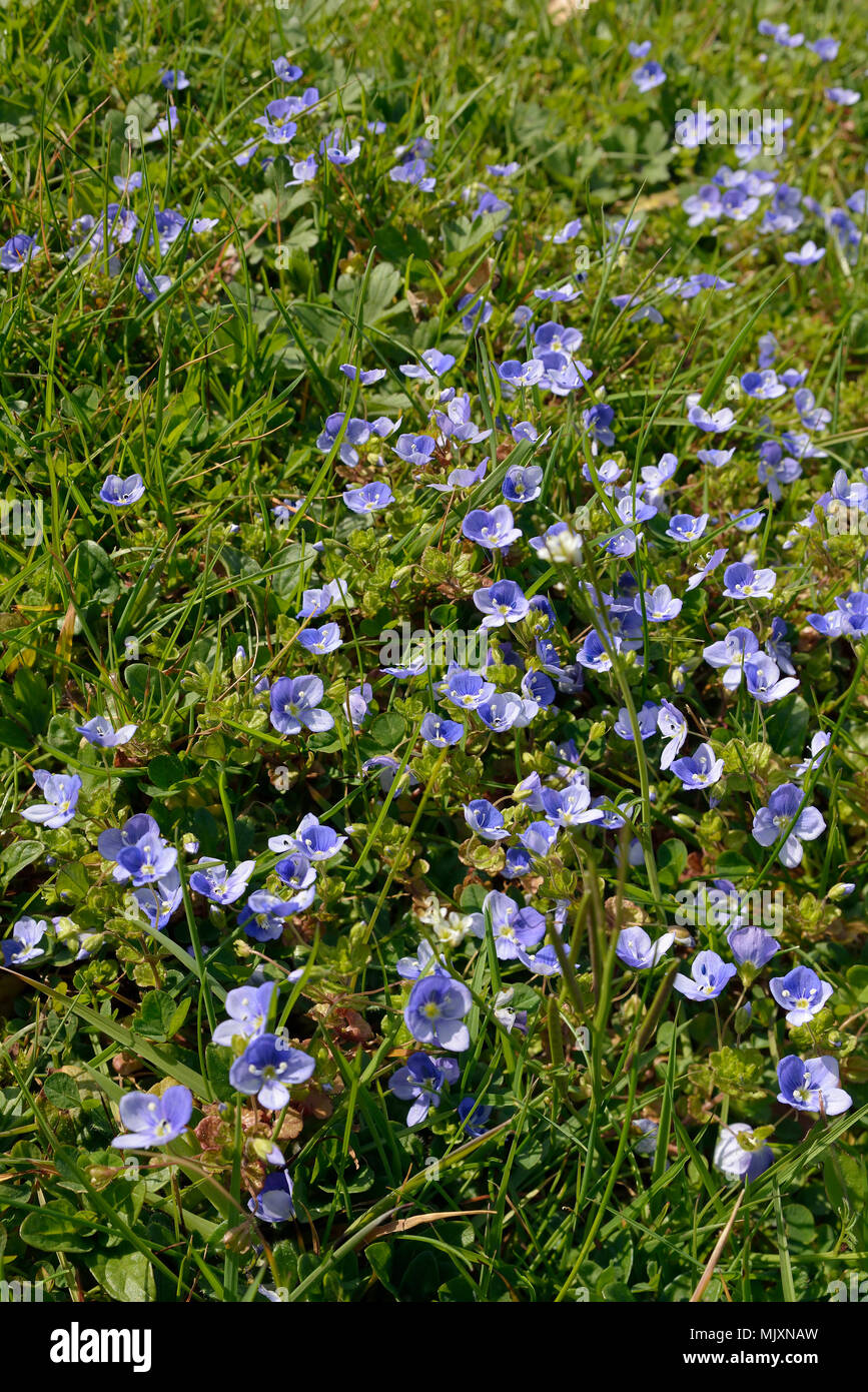 Slender Speedwell - Veronica filiformis Introduced Lawn Weed Stock ...