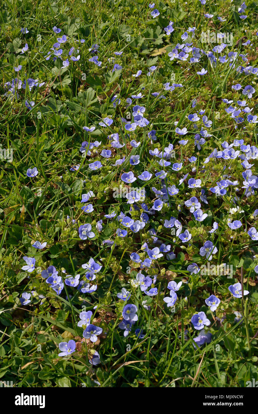 Slender Speedwell Veronica Filiformis High Resolution Stock Photography ...