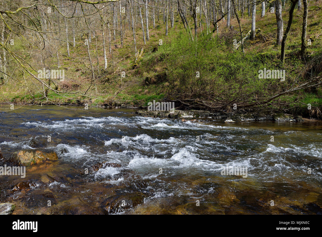 River Barle north of Marsh Bridge, Dulverton, Exmoor, Somerset Stock ...