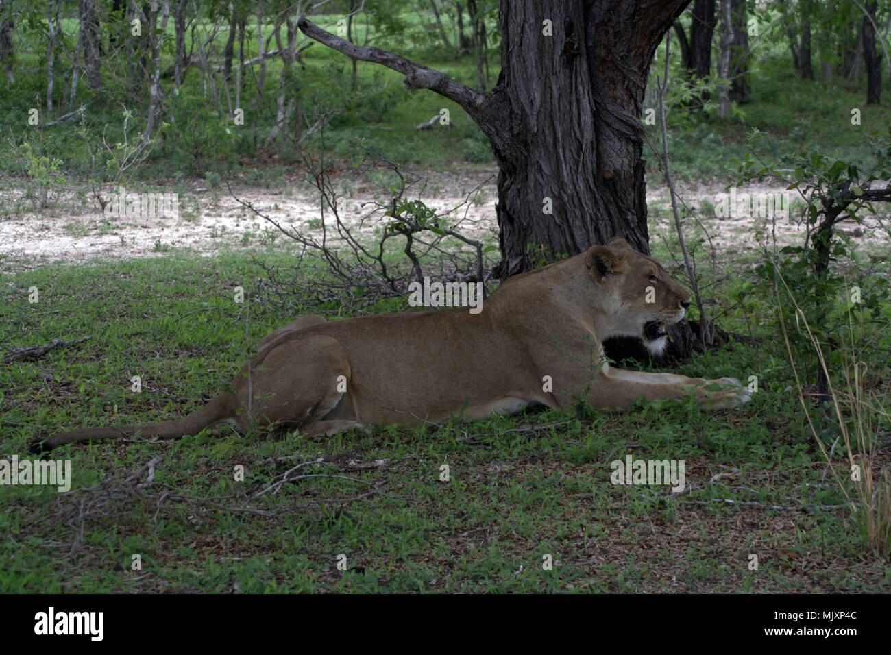 A female lion resting in the heat of the day in Tanzania Stock Photo ...