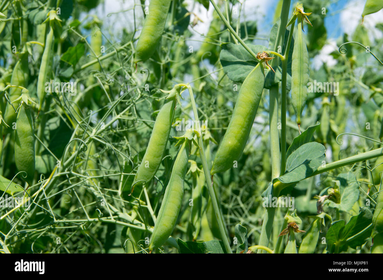 The green peas in the vegetable garden Stock Photo - Alamy