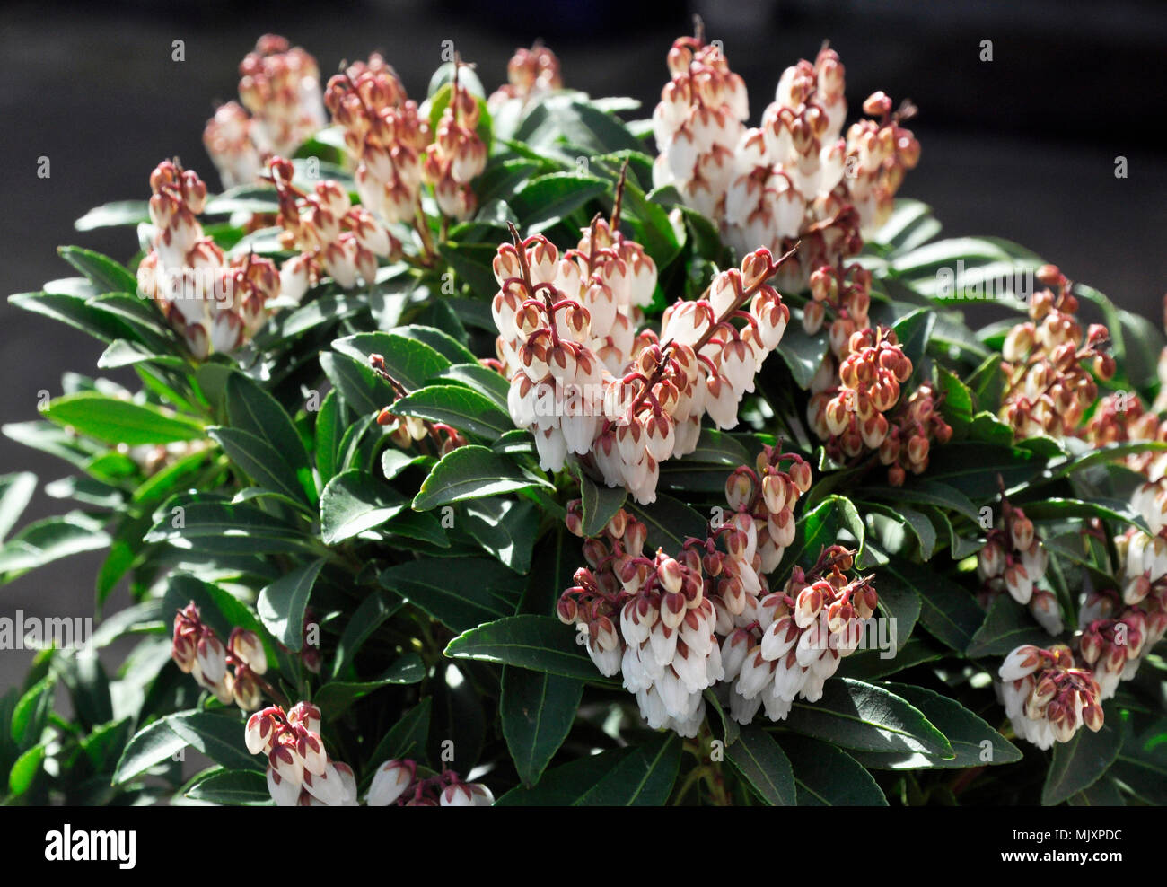 Japanese andromeda pieris japonica hi-res stock photography and images ...