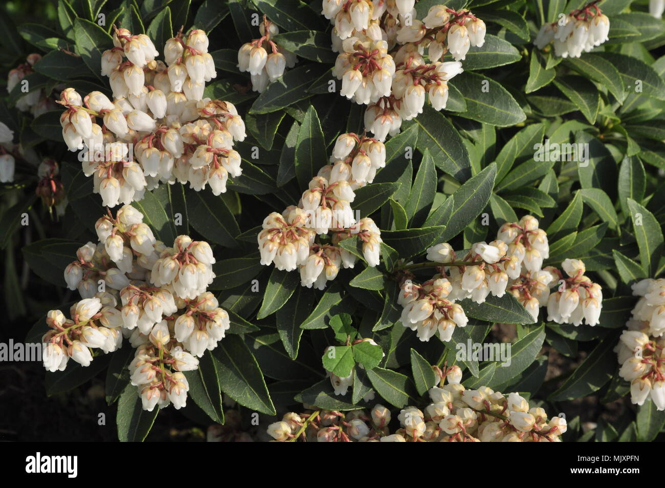 Dwarf pieris hi-res stock photography and images - Alamy