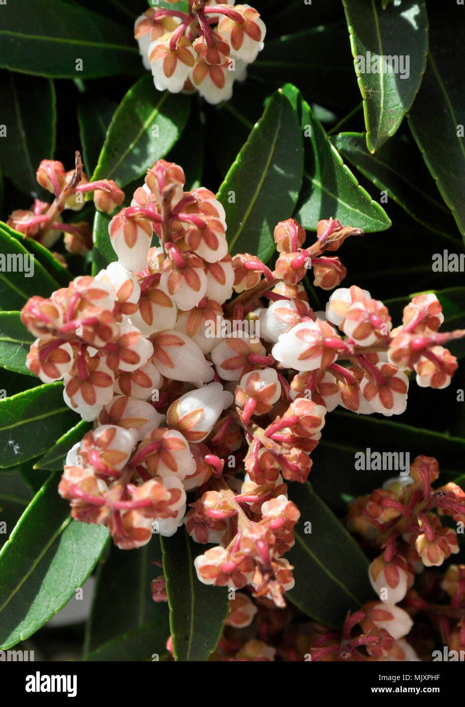 Japanese andromeda pieris japonica hi-res stock photography and images ...
