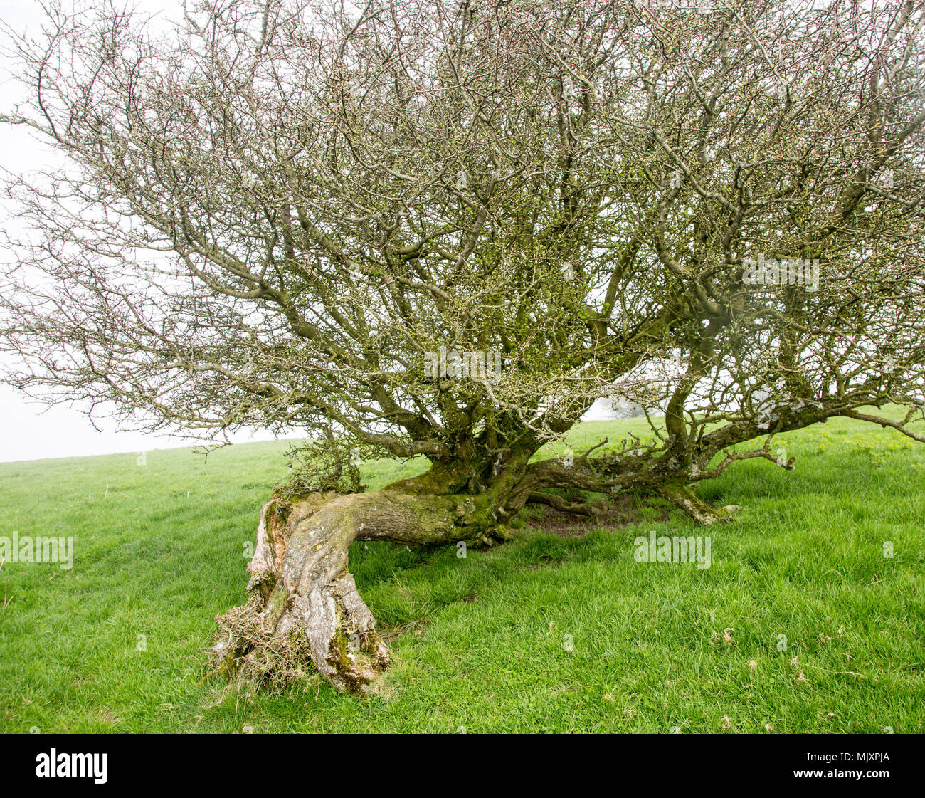 Bent hawthorn tree hi-res stock photography and images - Alamy