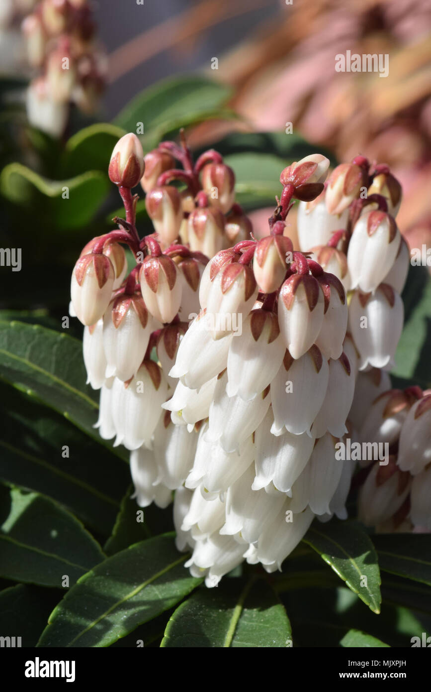 Japanese andromeda pieris japonica hi-res stock photography and images ...
