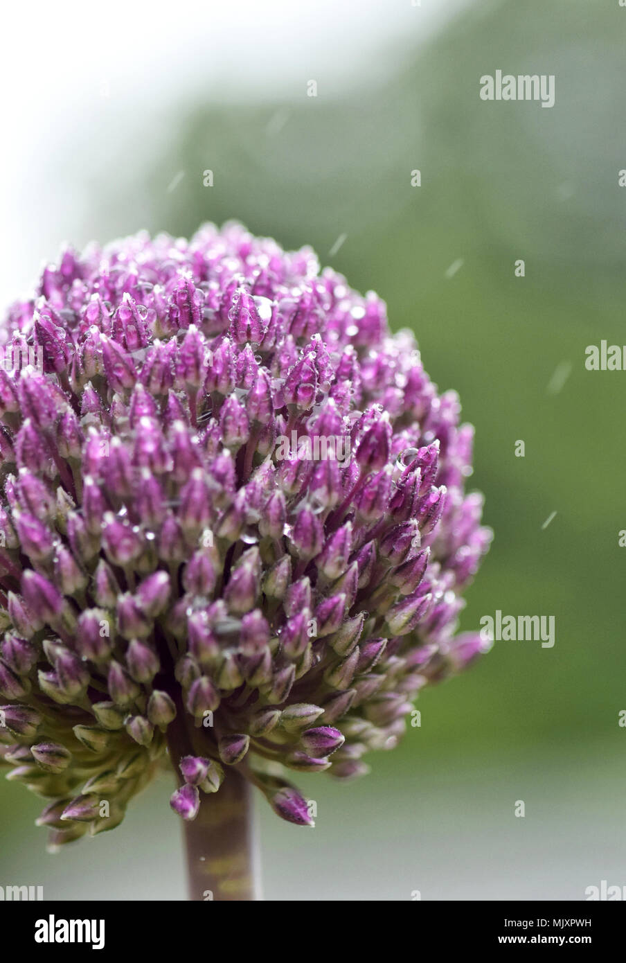 Allium purple rain garden flower hi-res stock photography and images ...