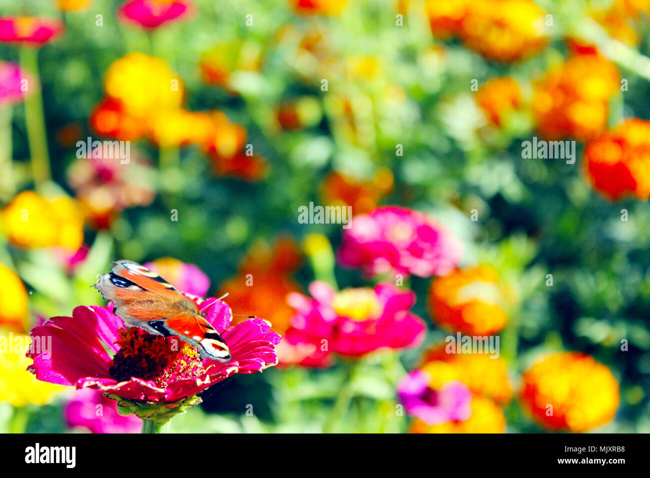 Butterfly position hi-res stock photography and images - Alamy