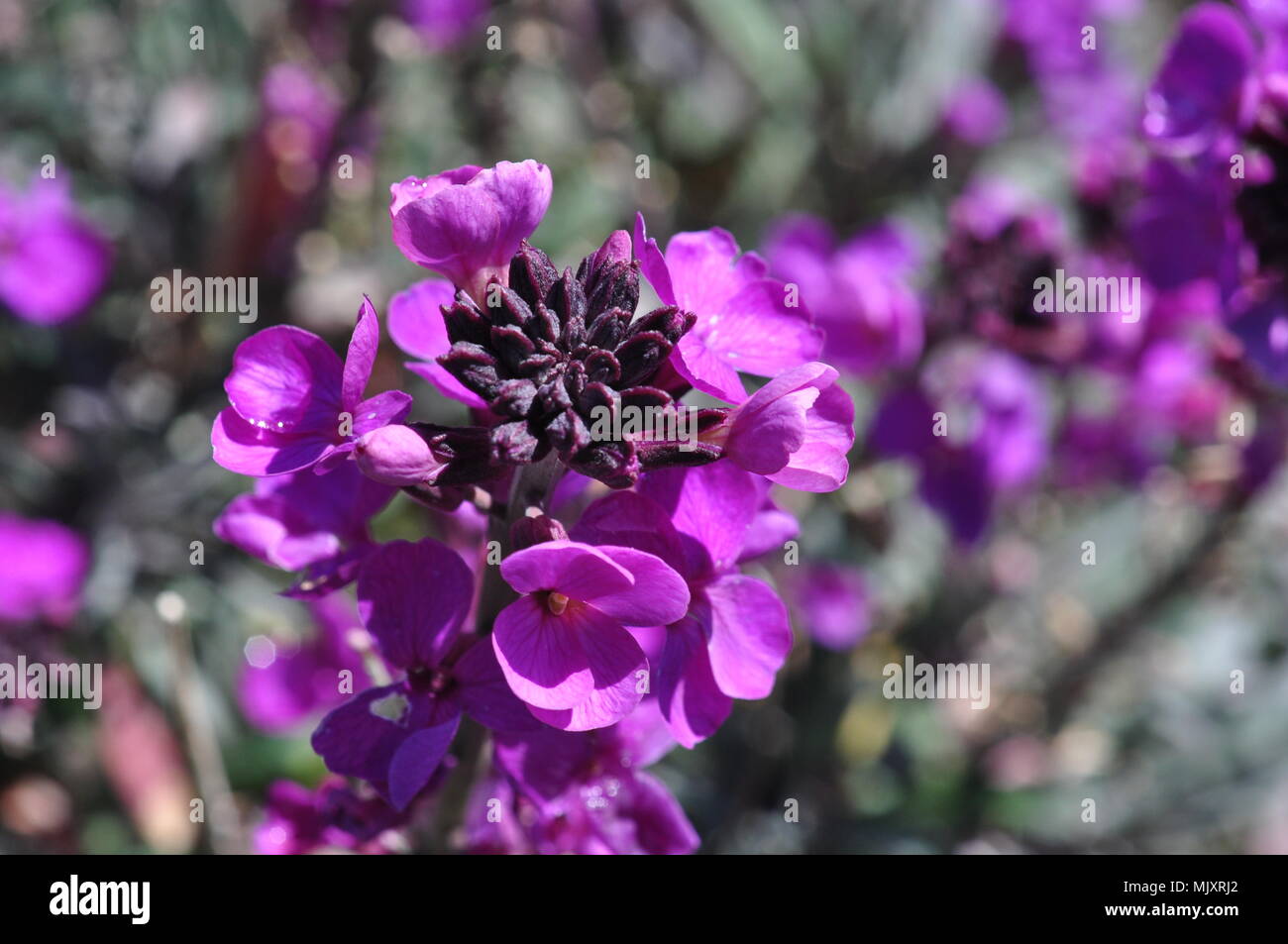 Sweet rocket, hesperis matronalis Stock Photo - Alamy