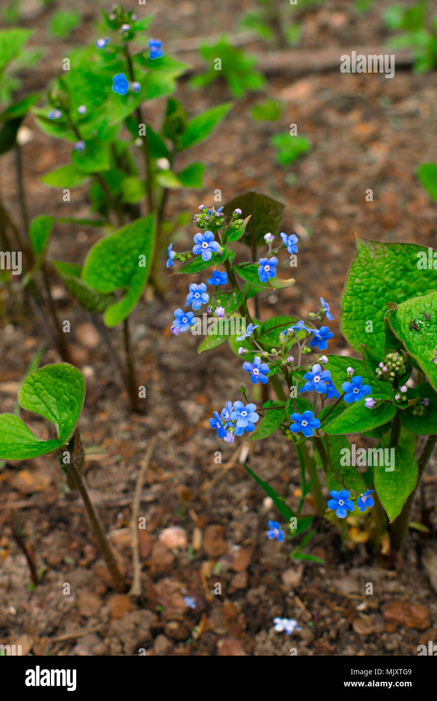 Forget me not, small beautiful blue flowers and green leafs, background ...