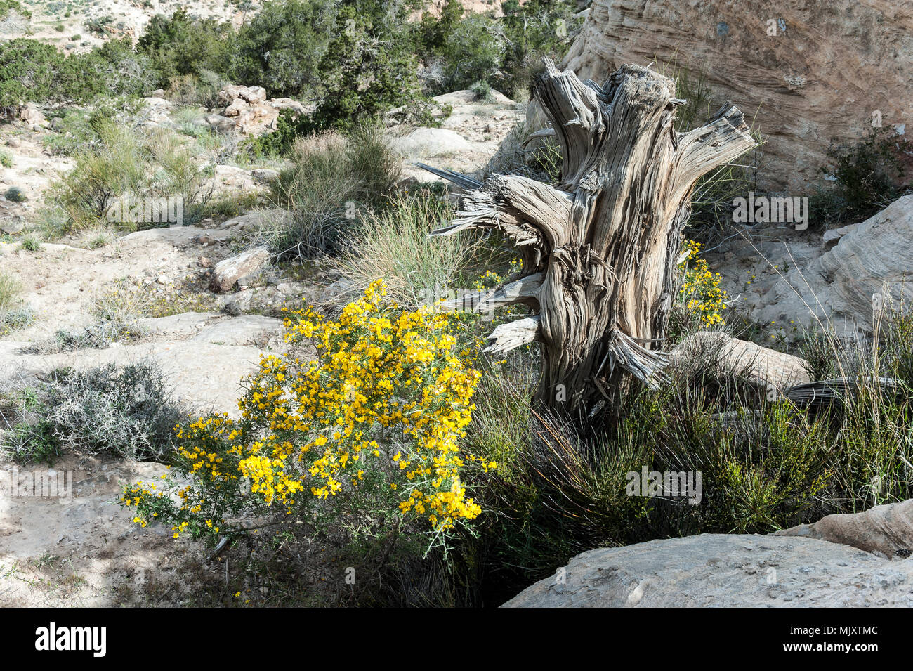 Dana Biosphere Reserve is Jordan's largest nature reserve, located in ...