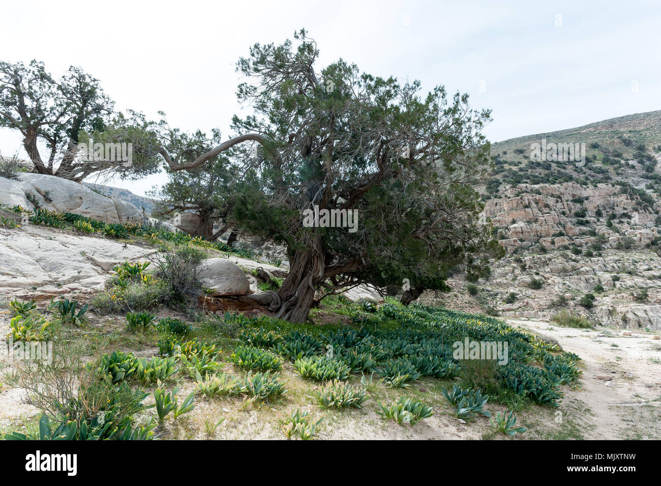 Dana Biosphere Reserve is Jordan's largest nature reserve, located in ...