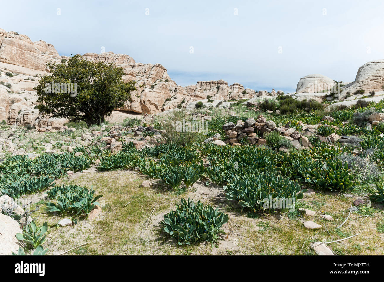 Dana Biosphere Reserve is Jordan's largest nature reserve, located in ...
