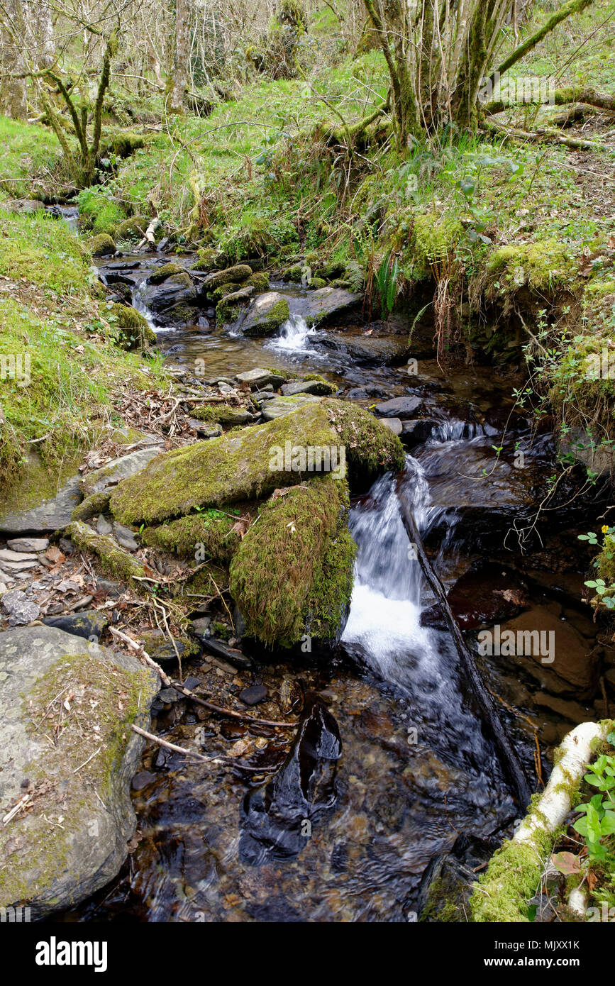 Small Tributary to River Barle Between between Tarr Steps & Withypool ...