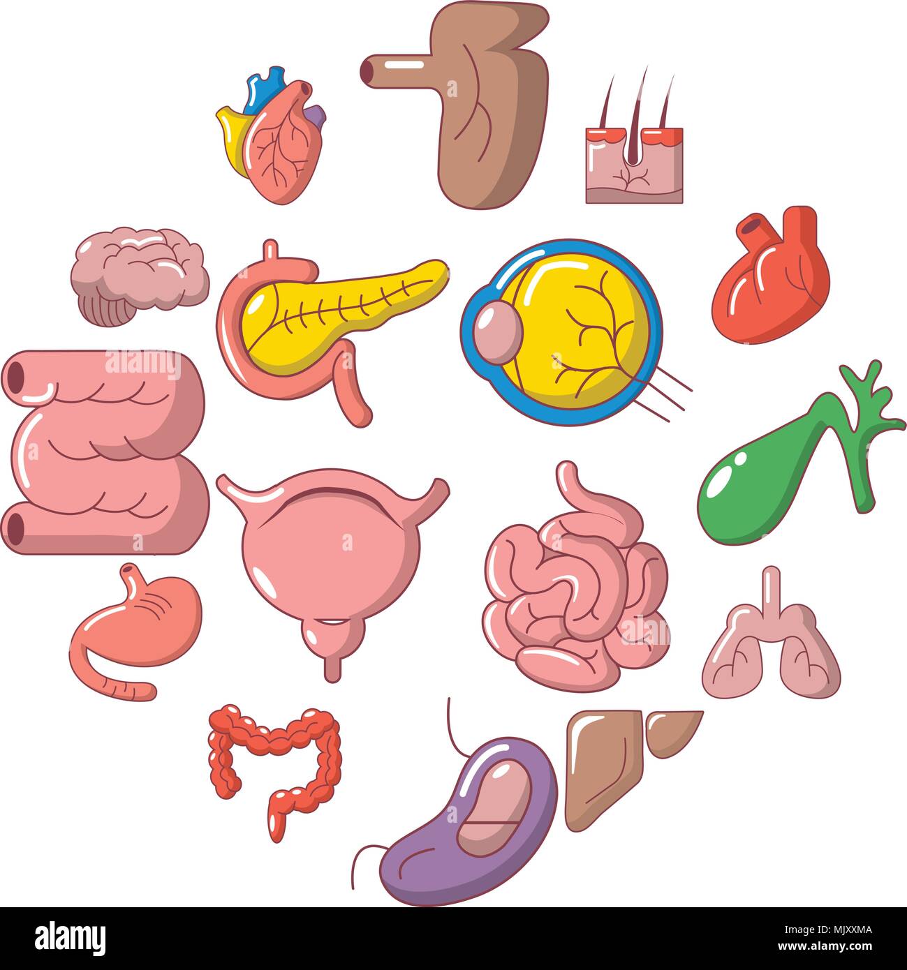 Digestive System Cartoon High Resolution Stock Photography and Images ...