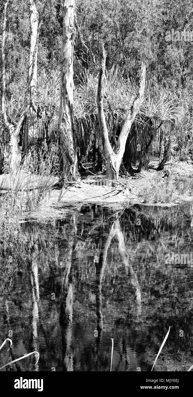 in australia mataranka river the palm and the lake in the nature Stock ...