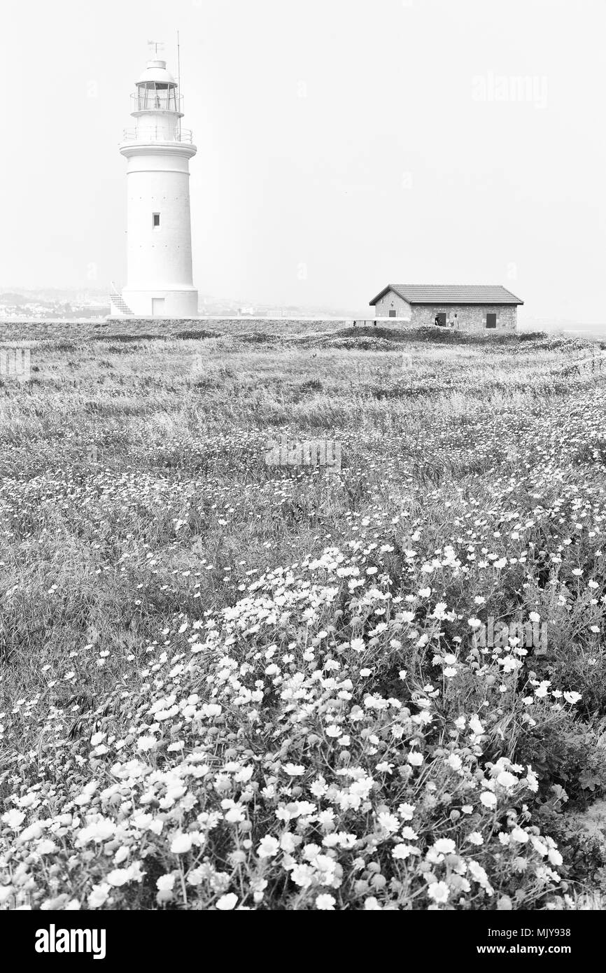 in cyprus the old lighthouse near a field of flower and the sky concept ...