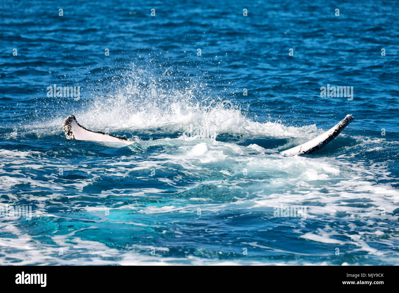 in australia a free whale in the ocean like concept of freedom Stock ...