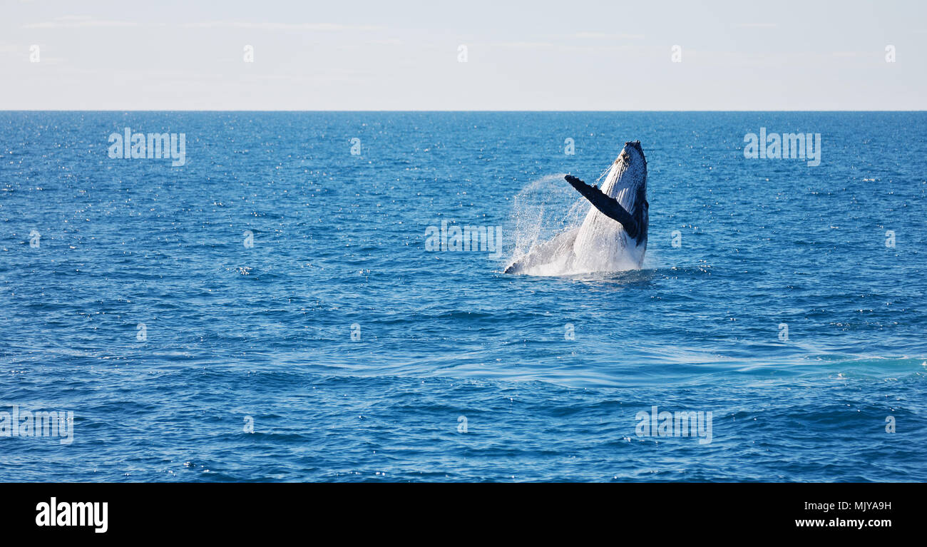in australia a free whale in the ocean like concept of freedom Stock ...
