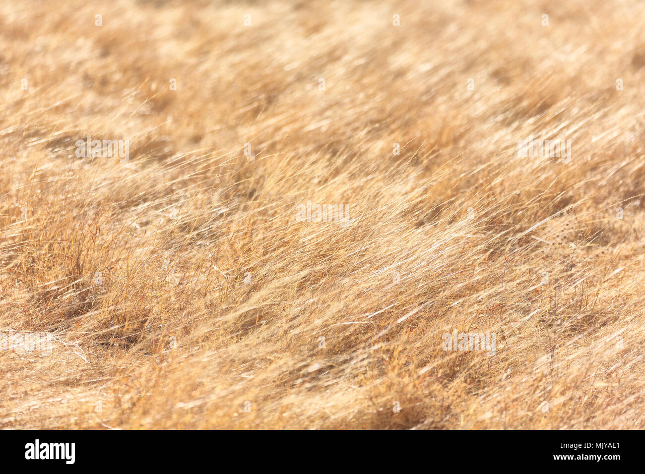in ethiopia africa the fiels of grass in the morning and the light with ...
