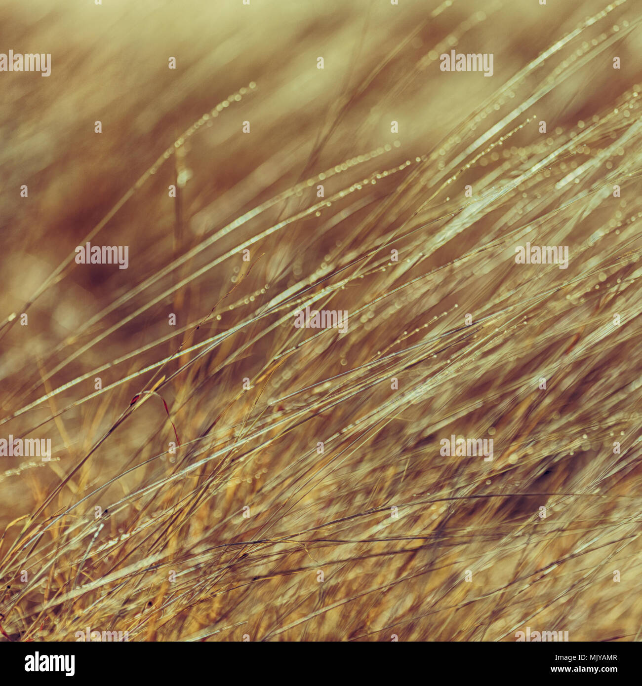 in ethiopia africa the fiels of grass in the morning and the light with ...