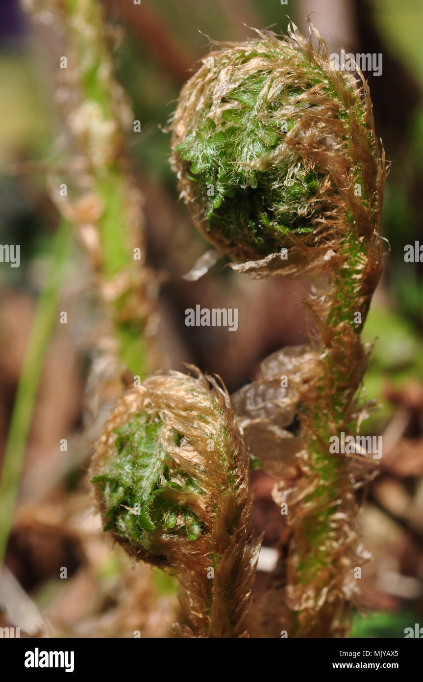 Curly ferns hi-res stock photography and images - Alamy