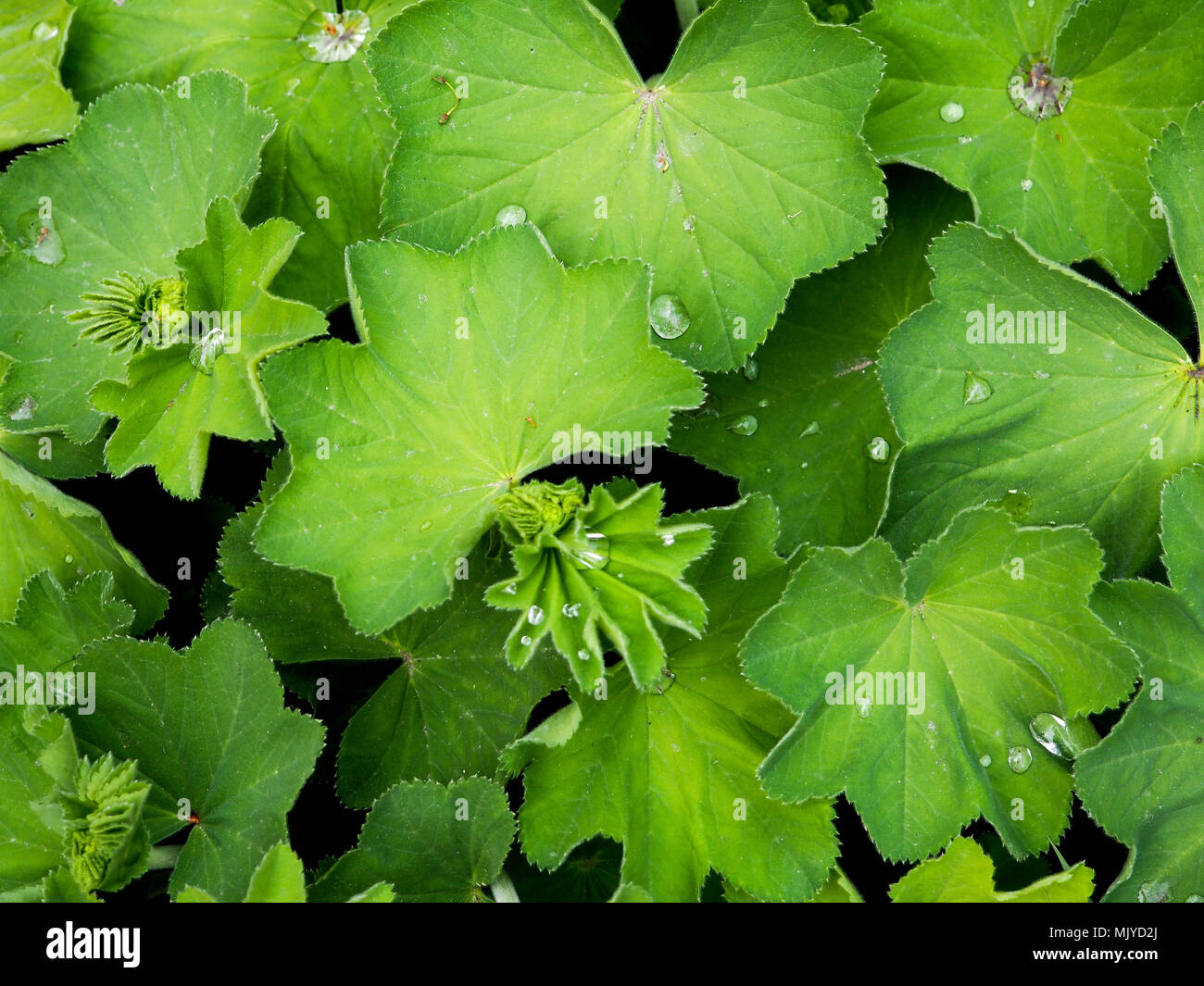 Little green leaf is a beautiful background, Beautiful natural Stock ...