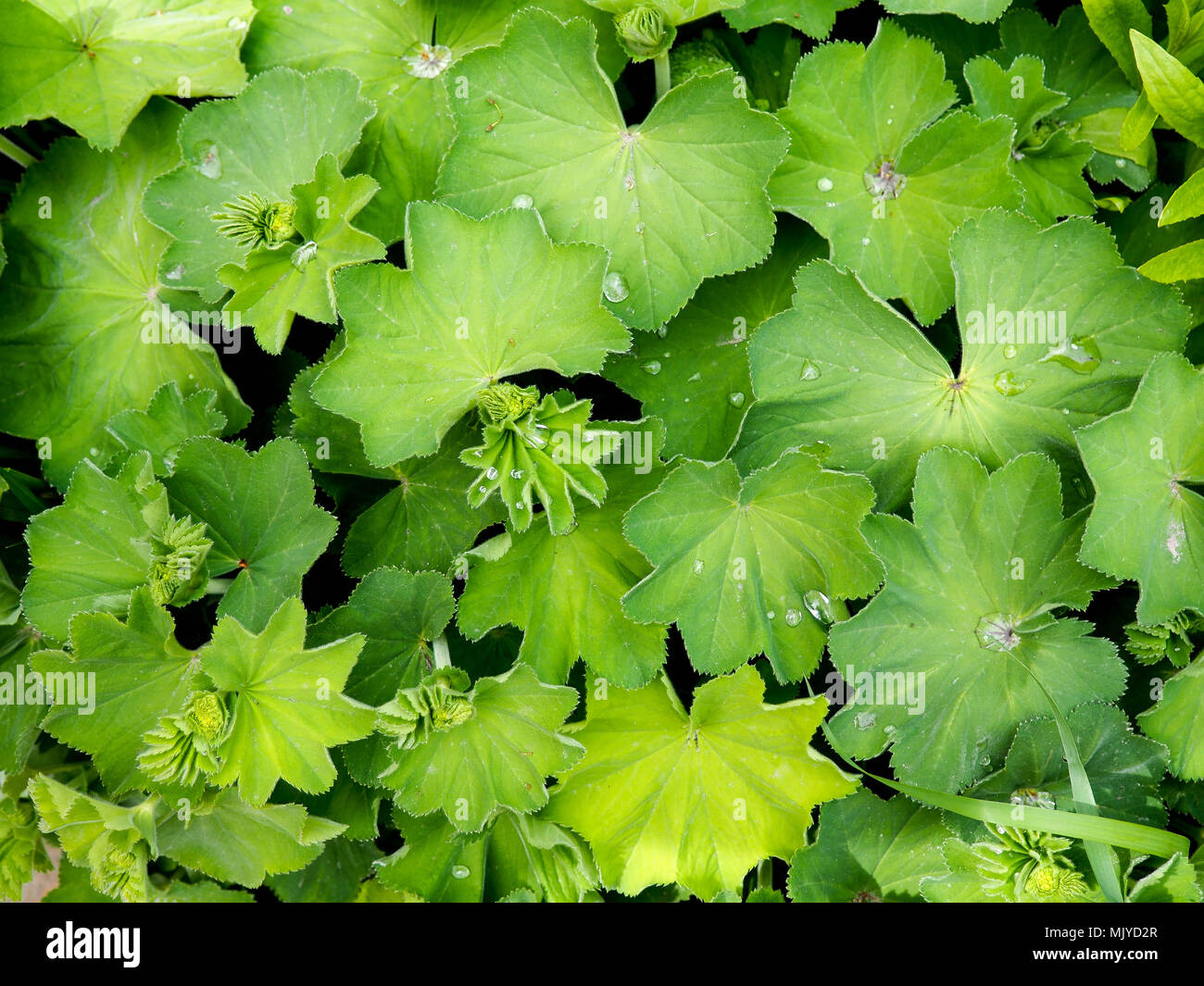 Little green leaf is a beautiful background, Beautiful natural Stock ...