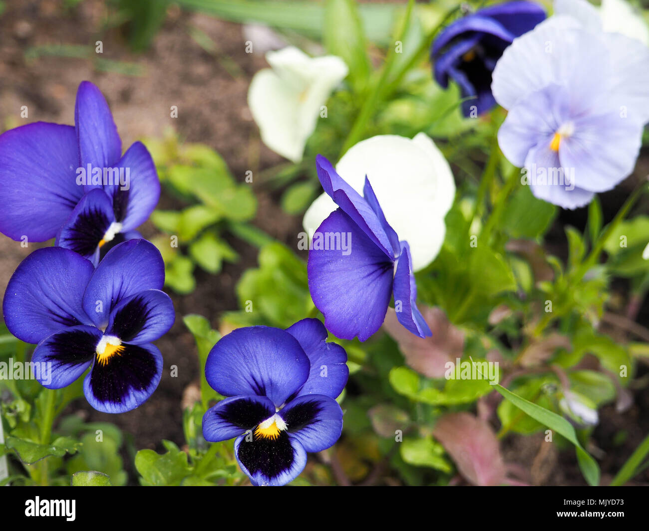 Viola cornuta, horned pansy, tufted pansy, Spring field, colorful ...