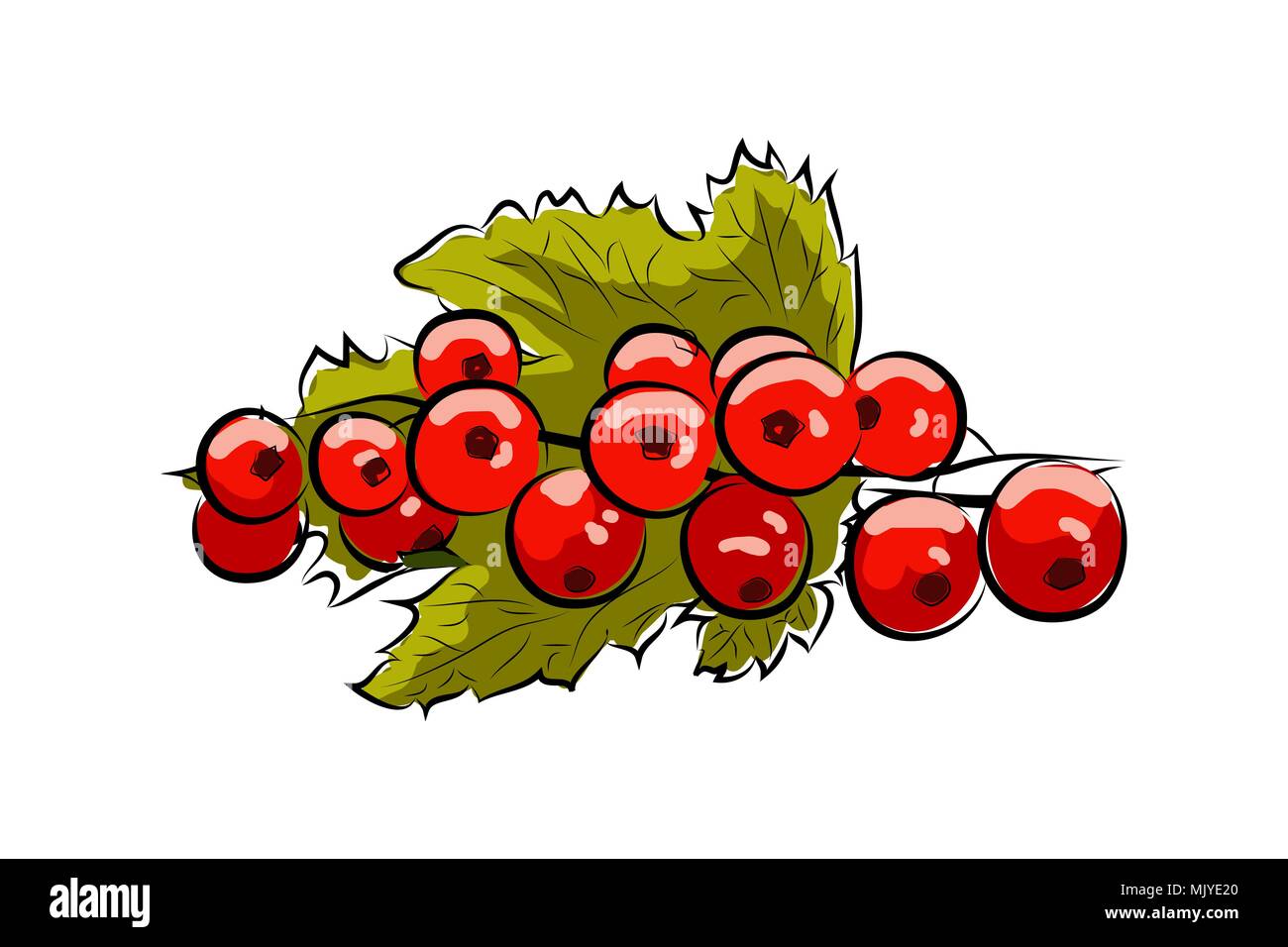Fresh ripe currant Stock Vector Images - Alamy