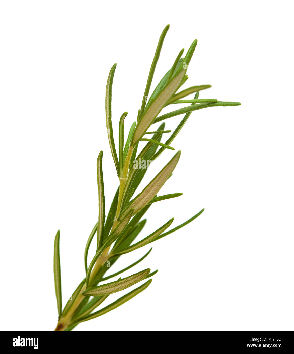 Rosemary rosmarinus officinalis single leaf hi-res stock photography ...