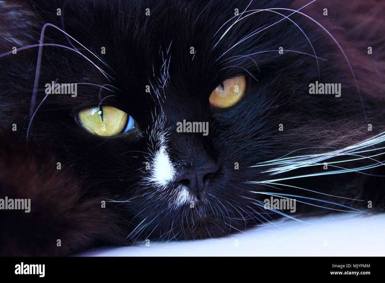 Muzzle of cat. Close-up. Muzzle of black cat. Lazy pet. Domestic animal ...