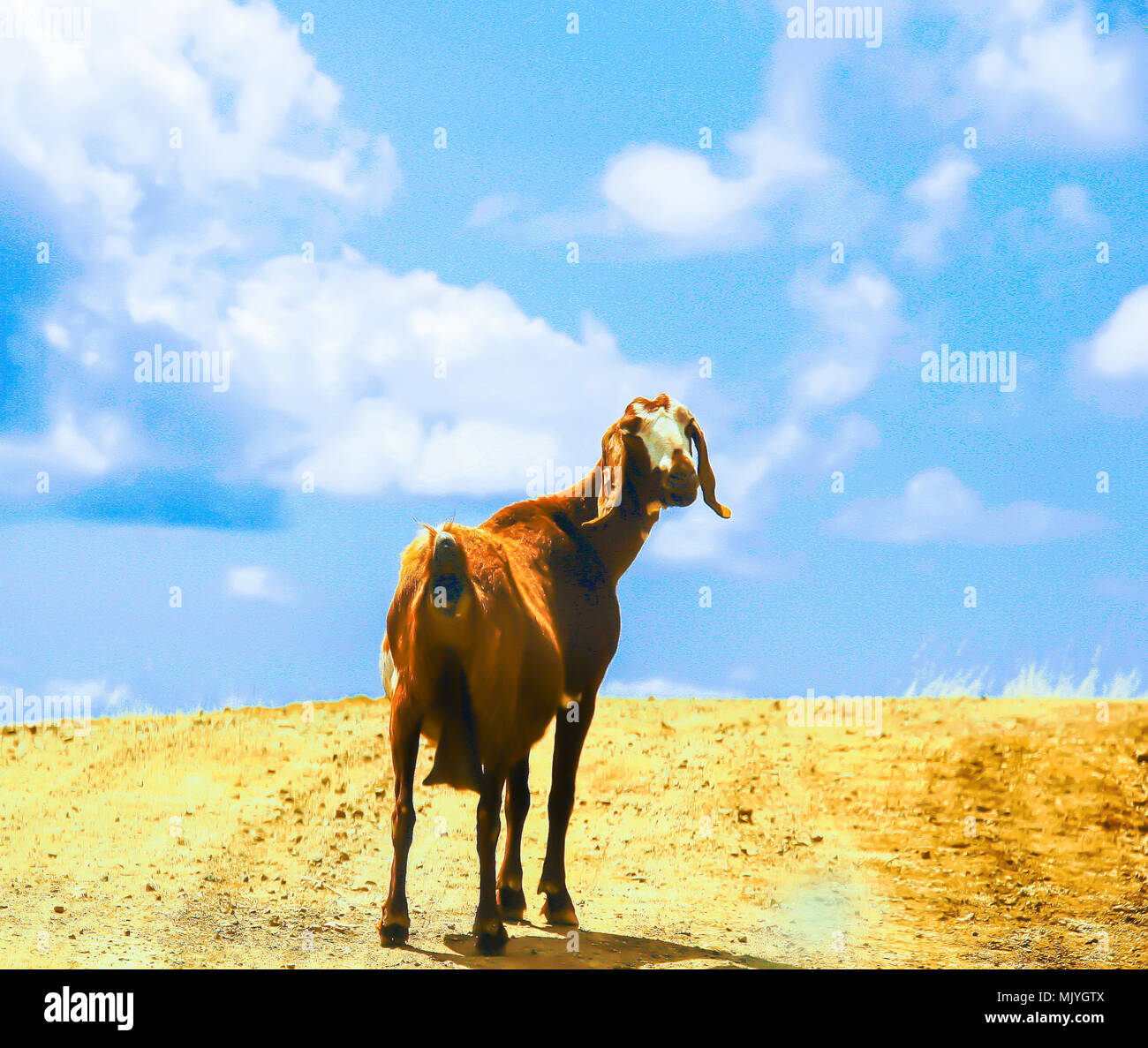 Goat farm cyprus hi-res stock photography and images - Alamy
